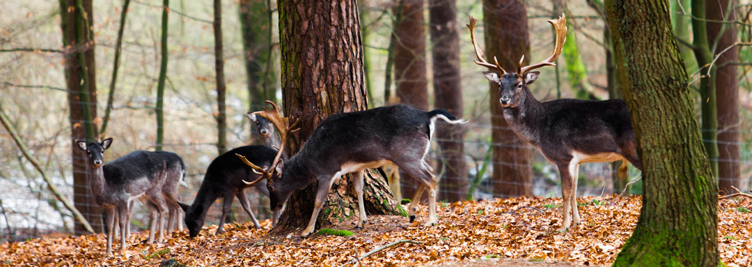 Hunting - Common Sense for Animals