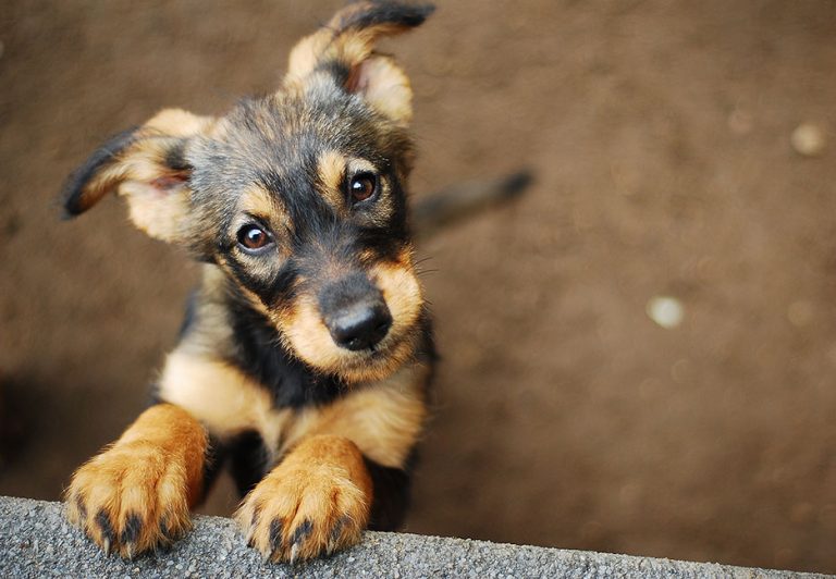 Support Us - Common Sense for Animals