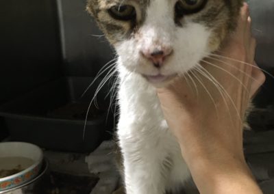 Adoptable Cats - Common Sense for Animals