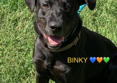 Adoptable Dogs - Common Sense for Animals