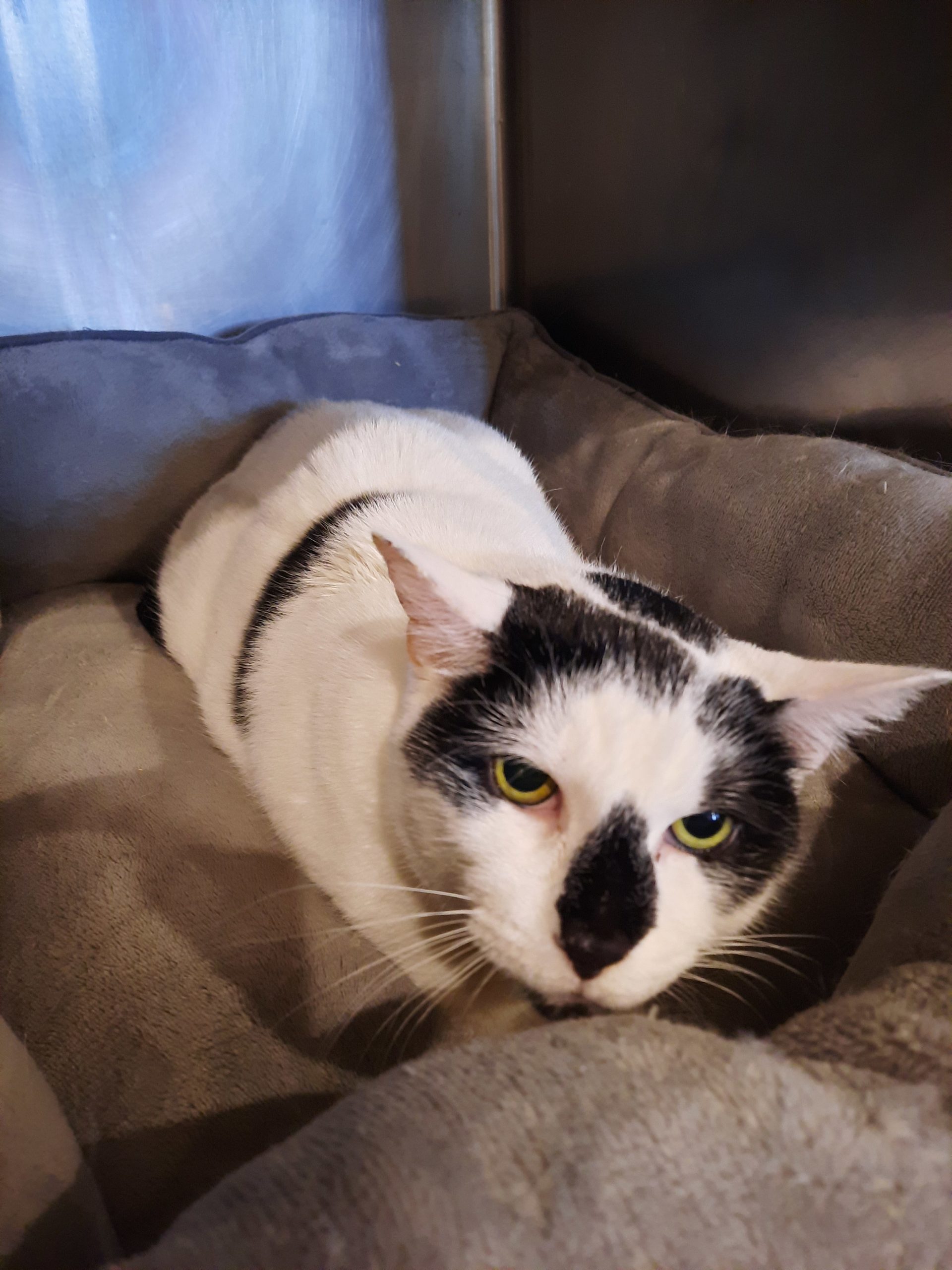 Adoptable Cats - Common Sense for Animals