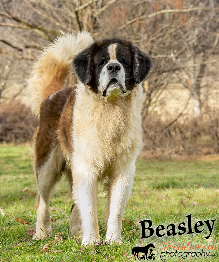 Adoptable Dogs - Common Sense for Animals