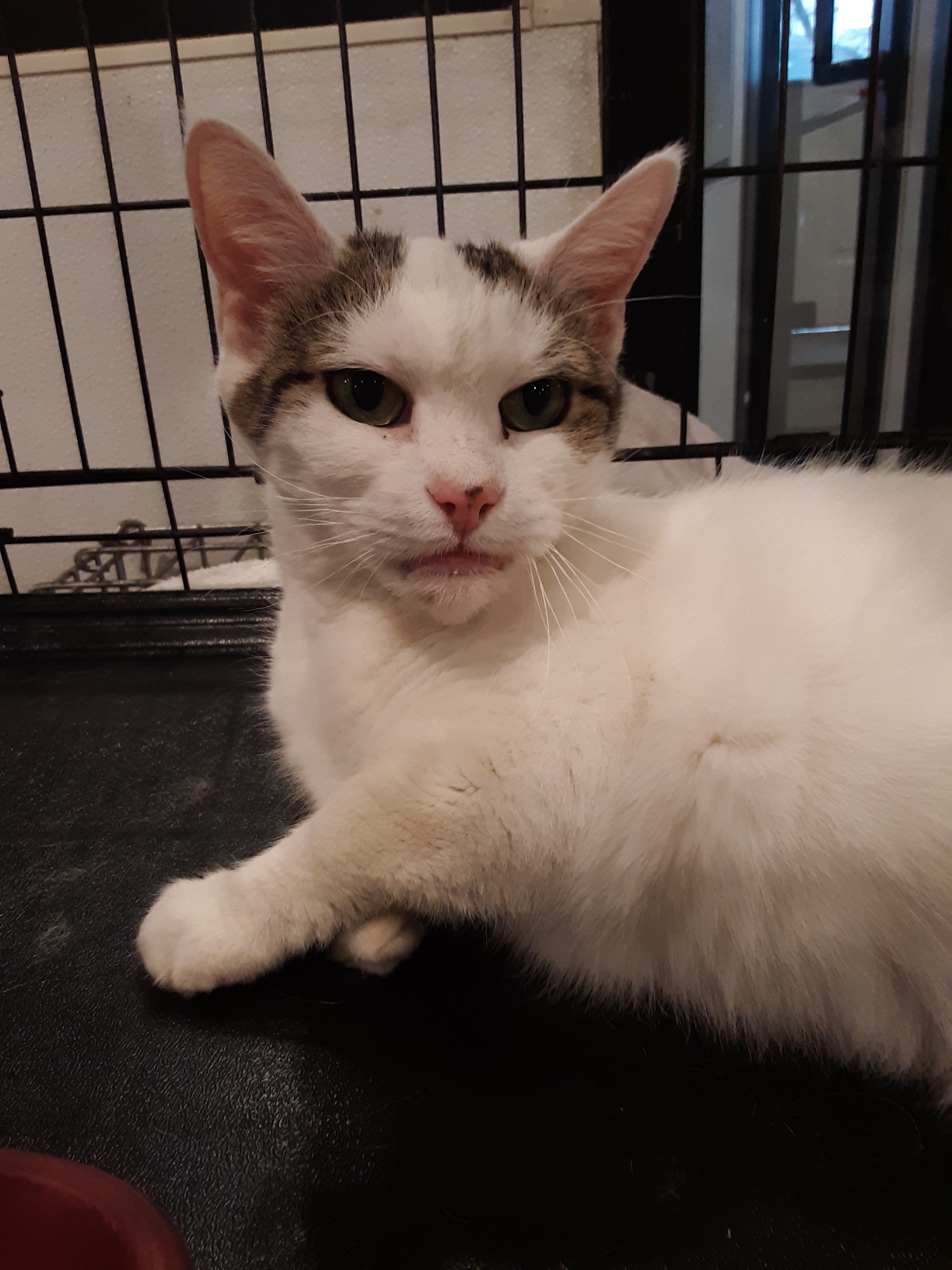 Adoptable Cats - Common Sense for Animals