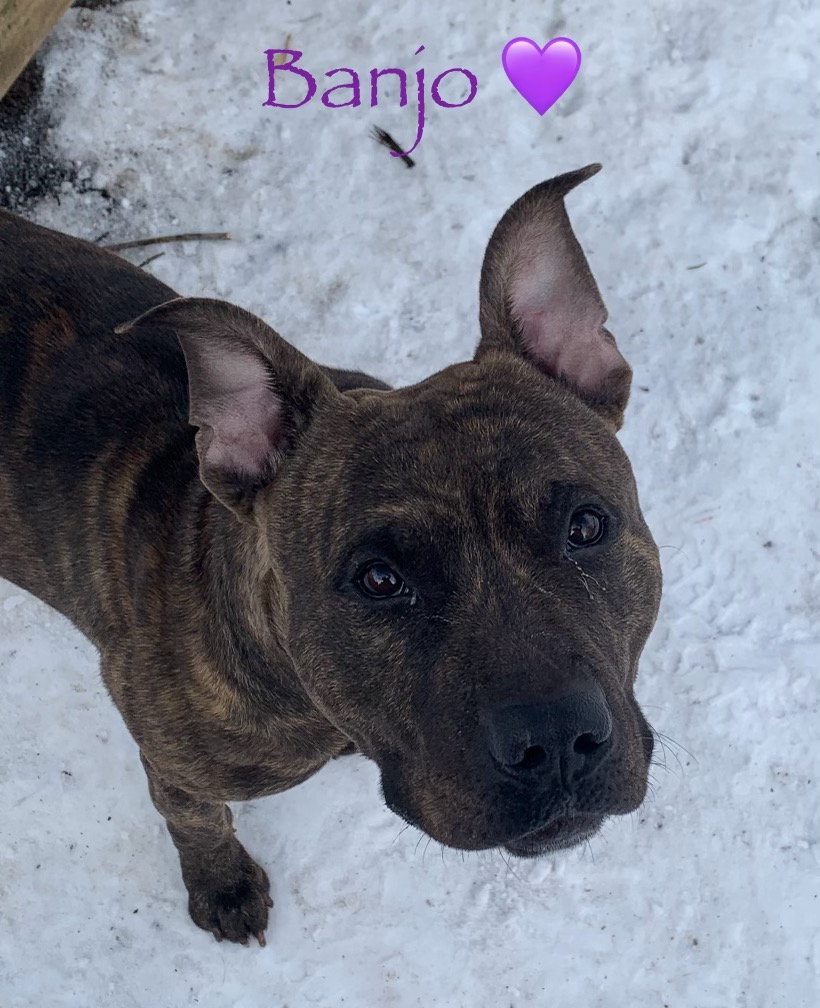 Adoptable Dogs - Common Sense for Animals