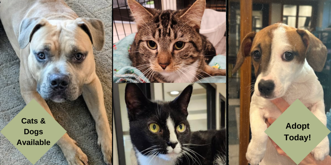 Home - Common Sense for Animals