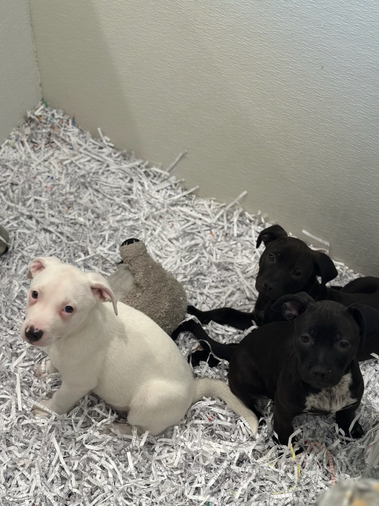 Adoptable Dogs - Common Sense for Animals