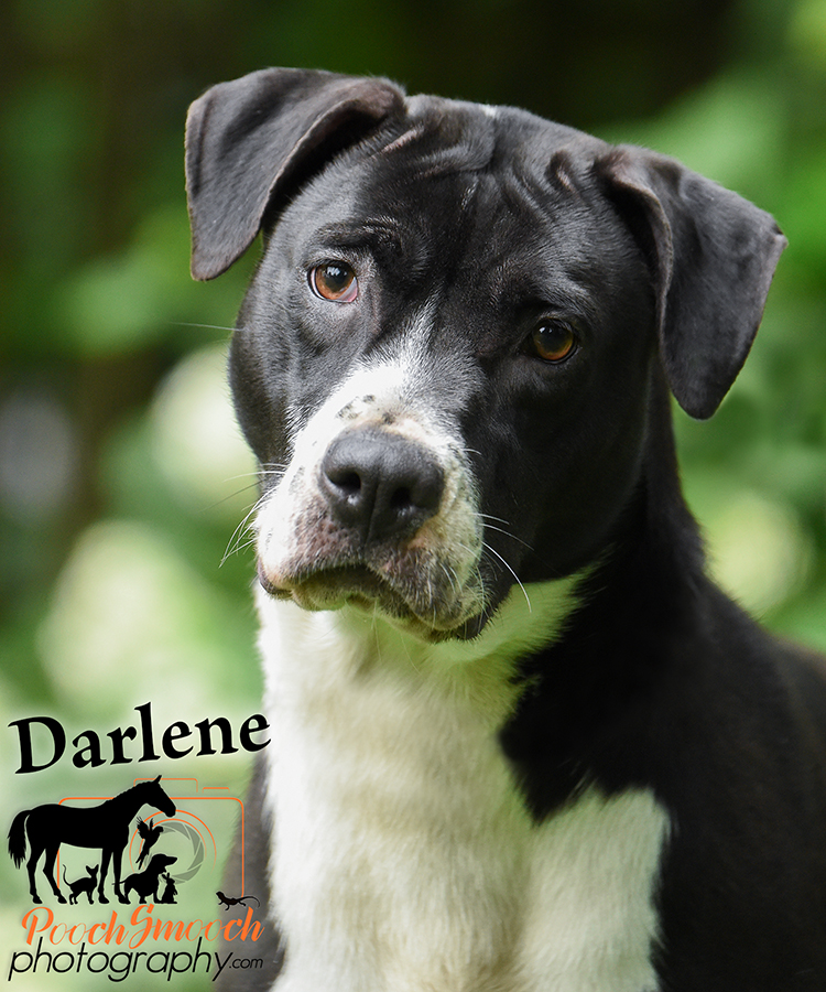 Adoptable Dogs - Common Sense for Animals