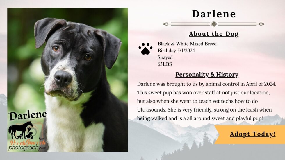 Darlene - Common Sense for Animals